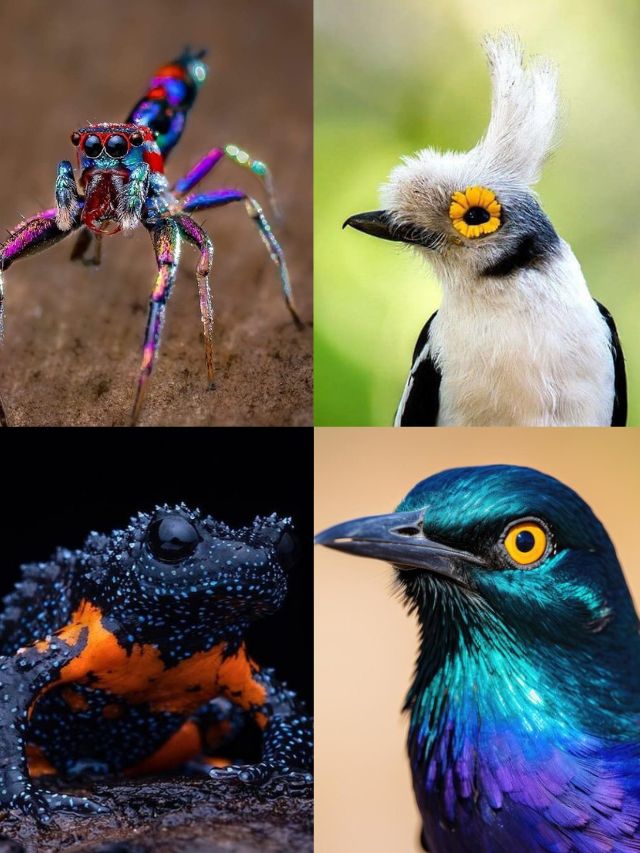 5 animais com cores e formas incríveis