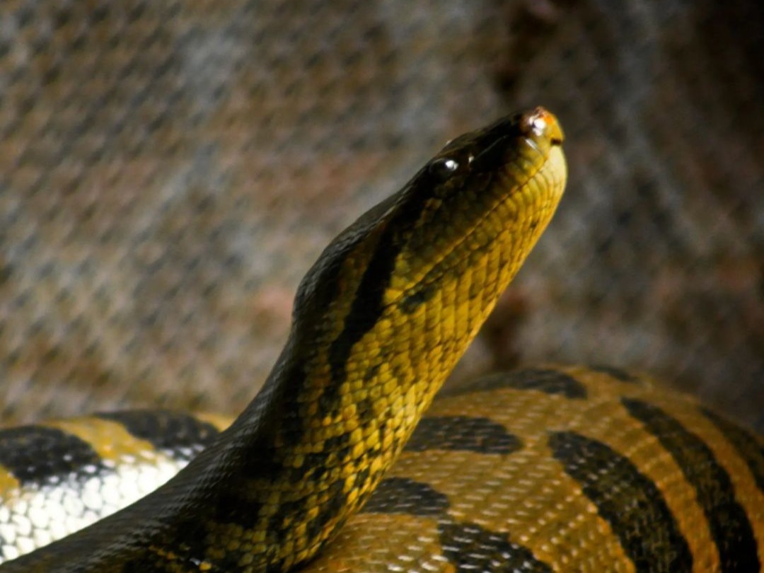 Curiosidades incríveis sobre a sucuri