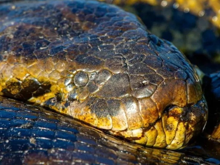 Sucuri está longe da anaconda do cinema